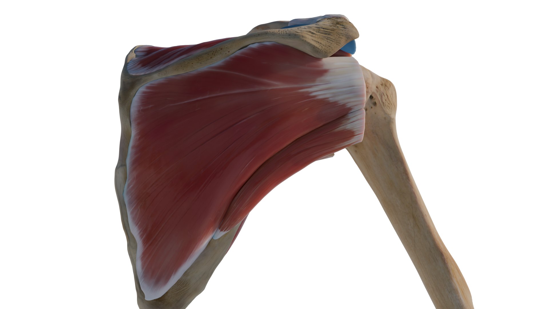 Shoulder Anatomy Rotator Cuff 3D - TurboSquid 2357000