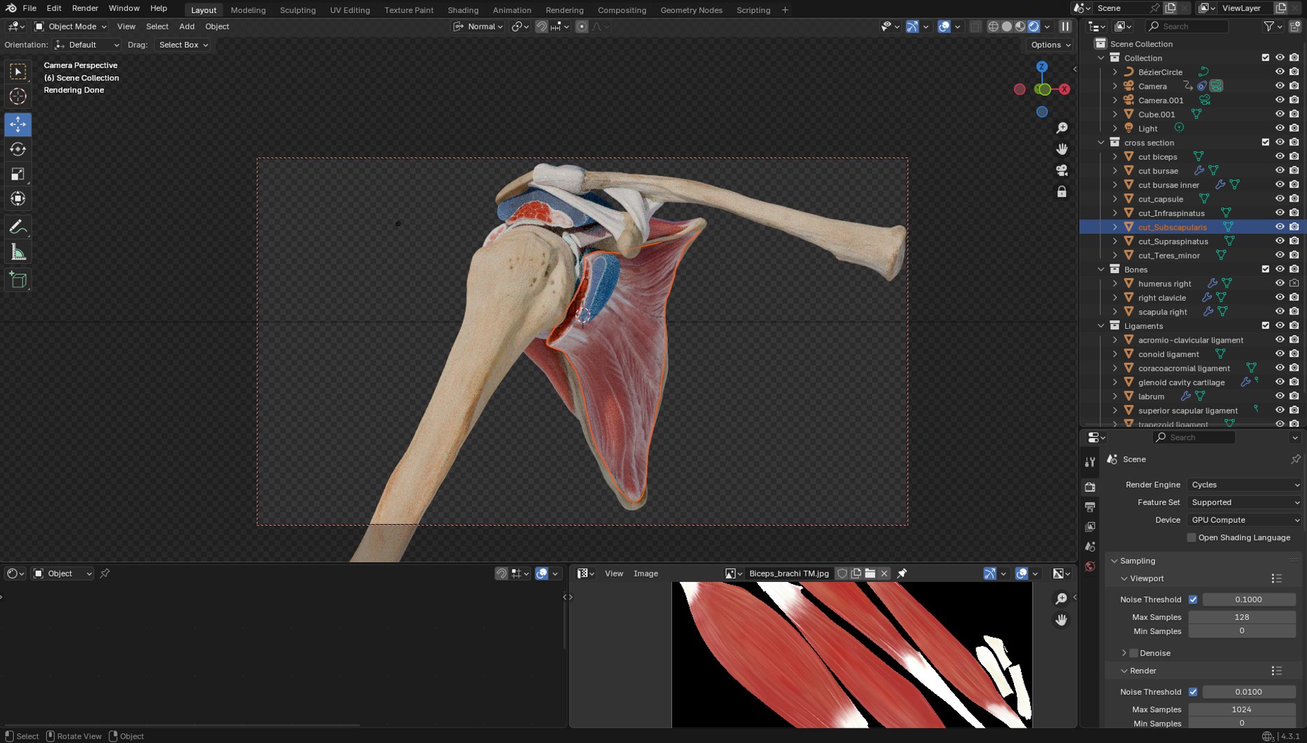 Shoulder Anatomy Rotator Cuff 3D - TurboSquid 2357000