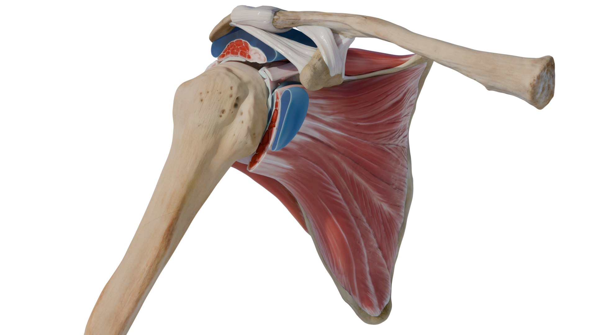 Shoulder Anatomy Rotator Cuff 3D - TurboSquid 2357000