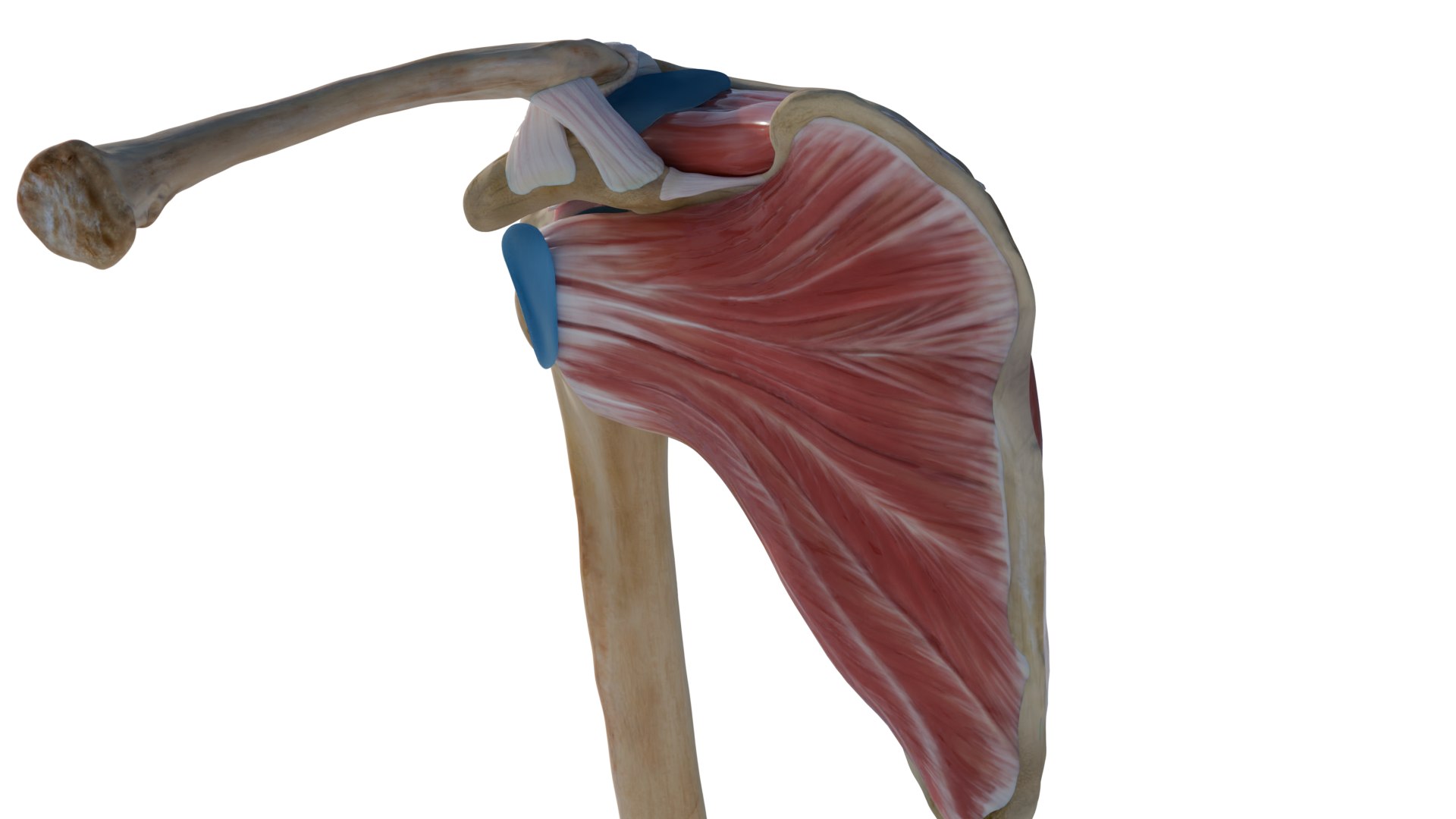 Shoulder Anatomy Rotator Cuff 3D - TurboSquid 2357000