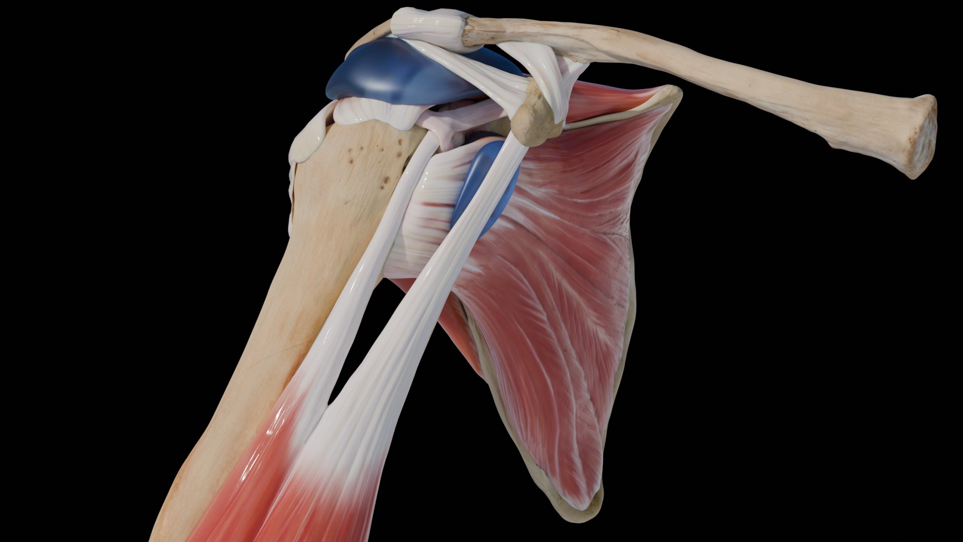 Shoulder Anatomy Rotator Cuff 3D - TurboSquid 2357000