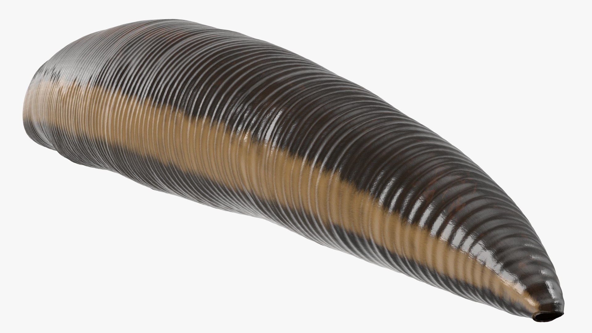 3D Medicinal Leech Model - TurboSquid 2092080