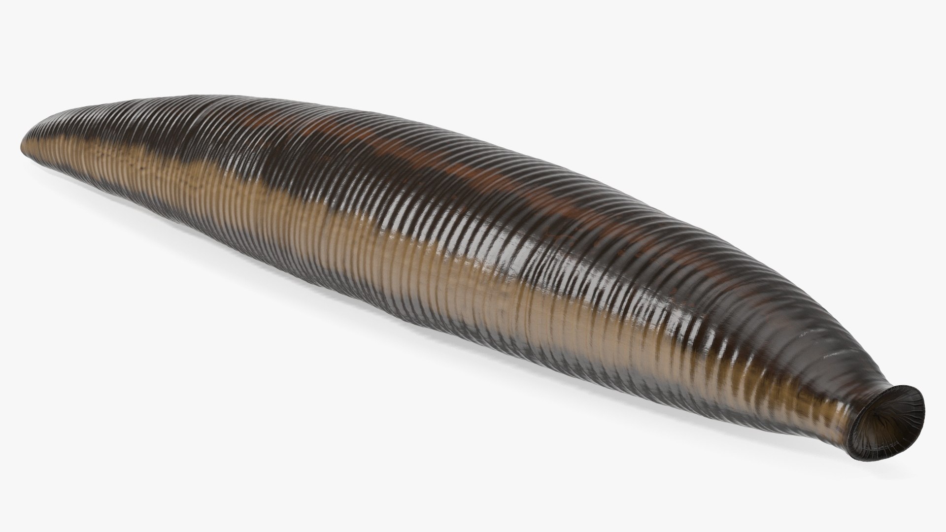 3D Medicinal Leech Model - TurboSquid 2092080