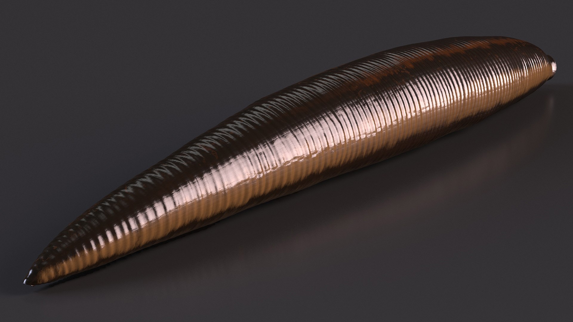 3D Medicinal Leech Model - TurboSquid 2092080