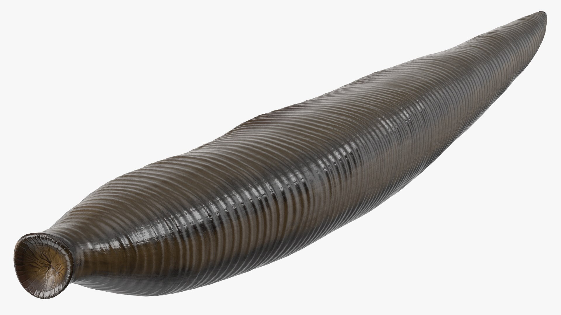 3D Medicinal Leech Model - TurboSquid 2092080
