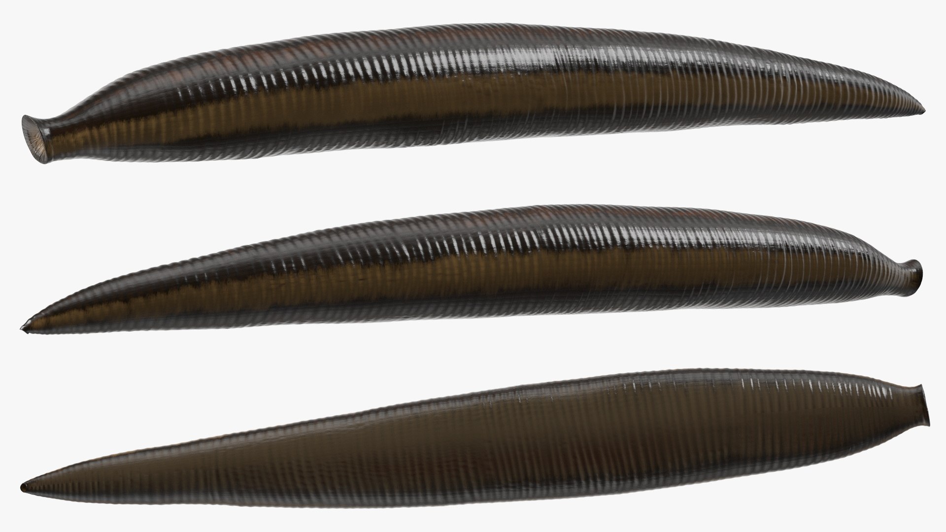 3D Medicinal Leech Model - TurboSquid 2092080