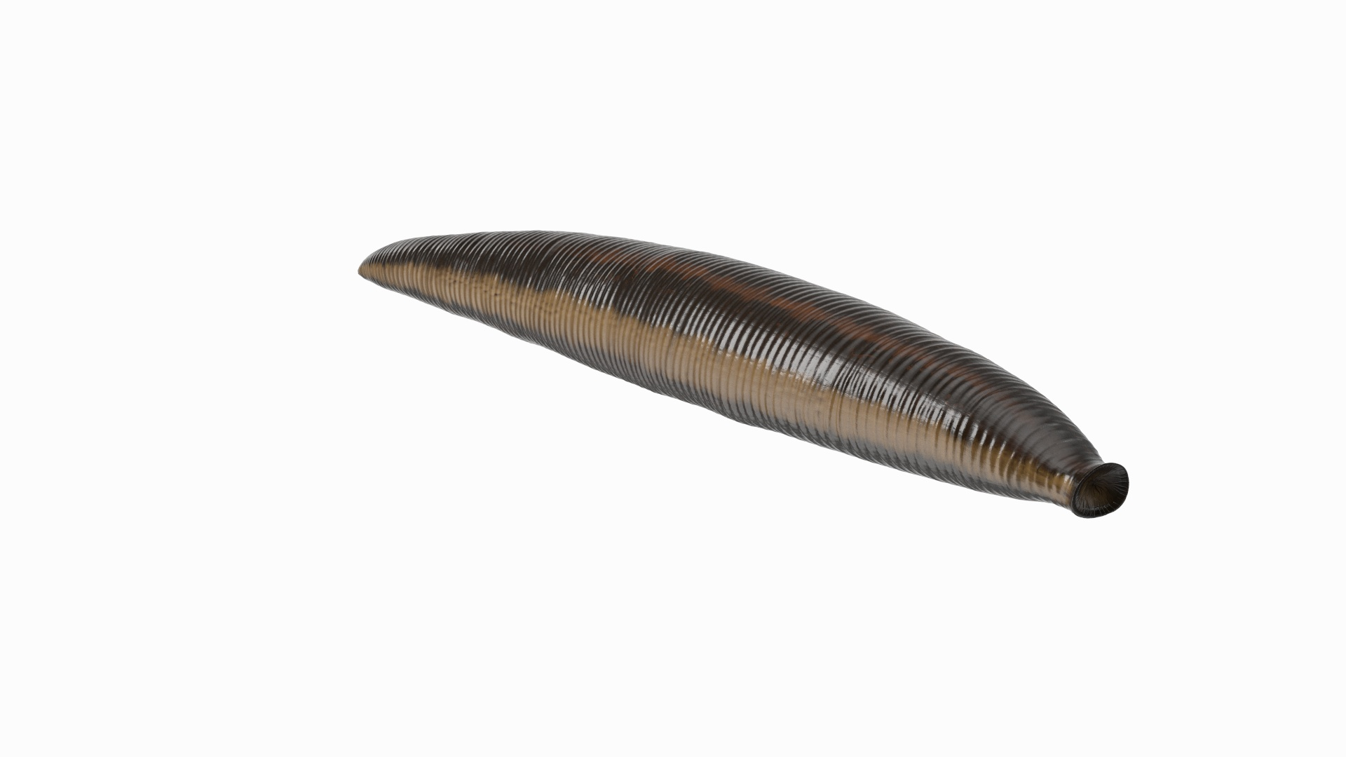 3D Medicinal Leech Model - TurboSquid 2092080