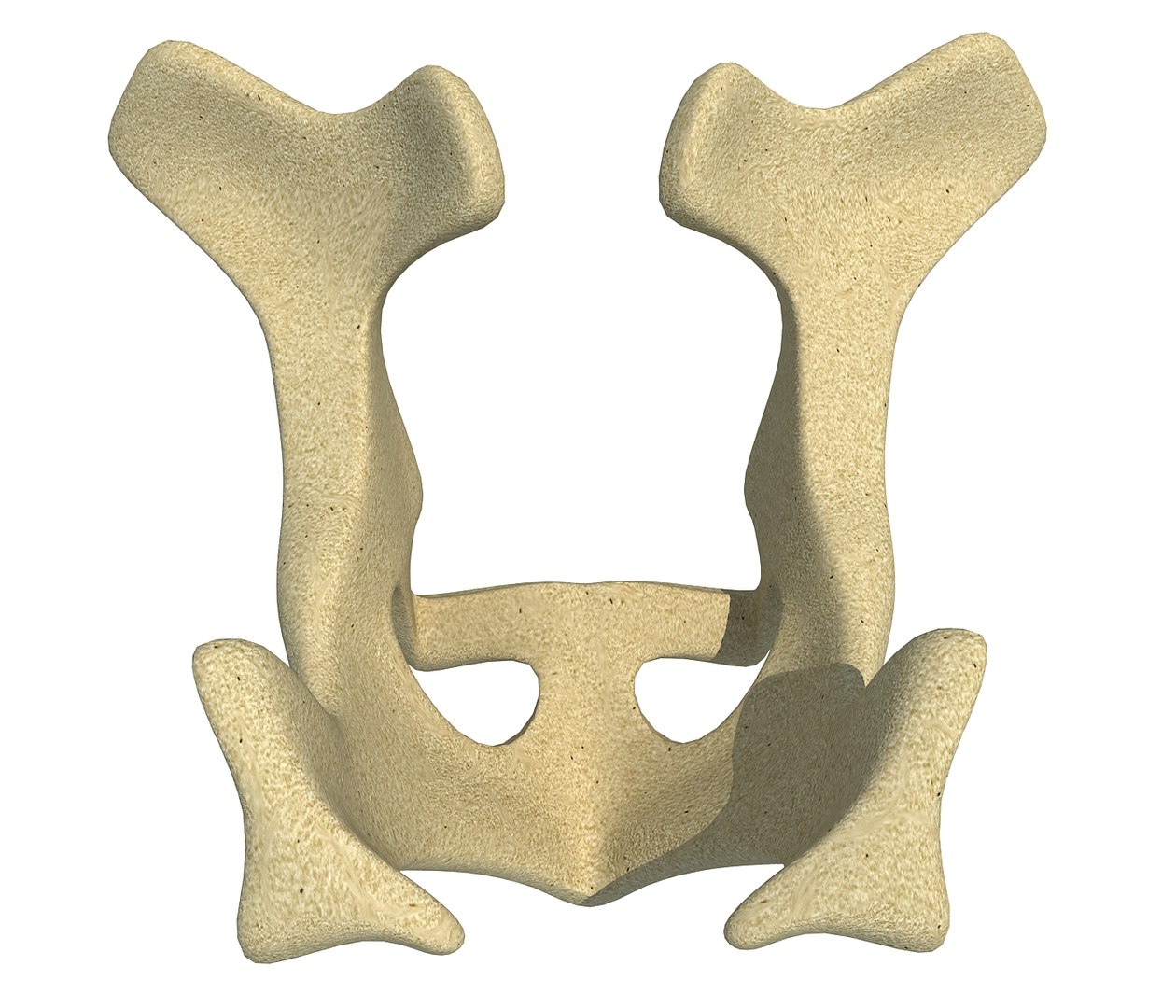 Animal Pelvis 3D Model - TurboSquid 1177764