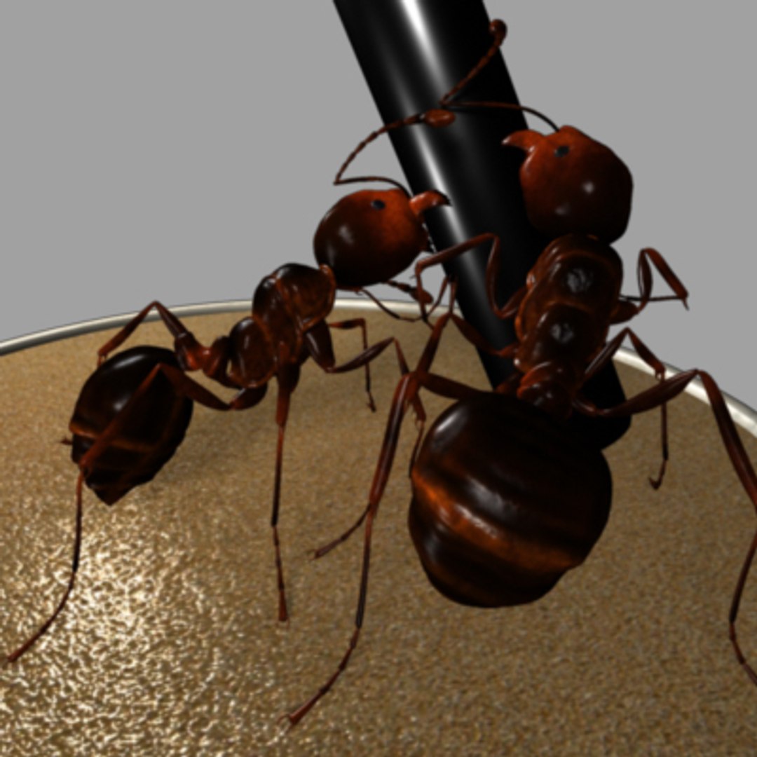 3d Ant
