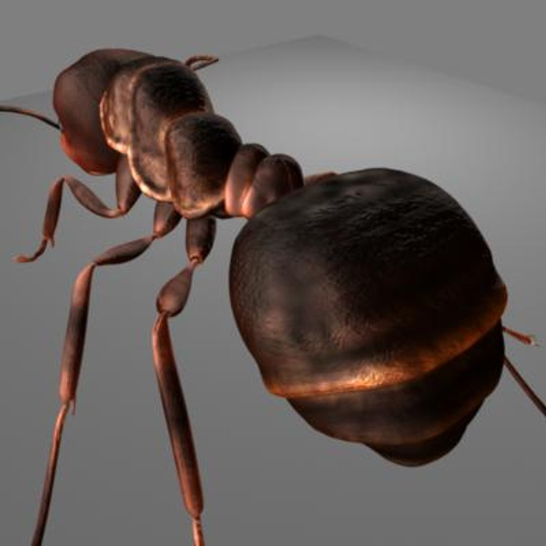 3d Ant