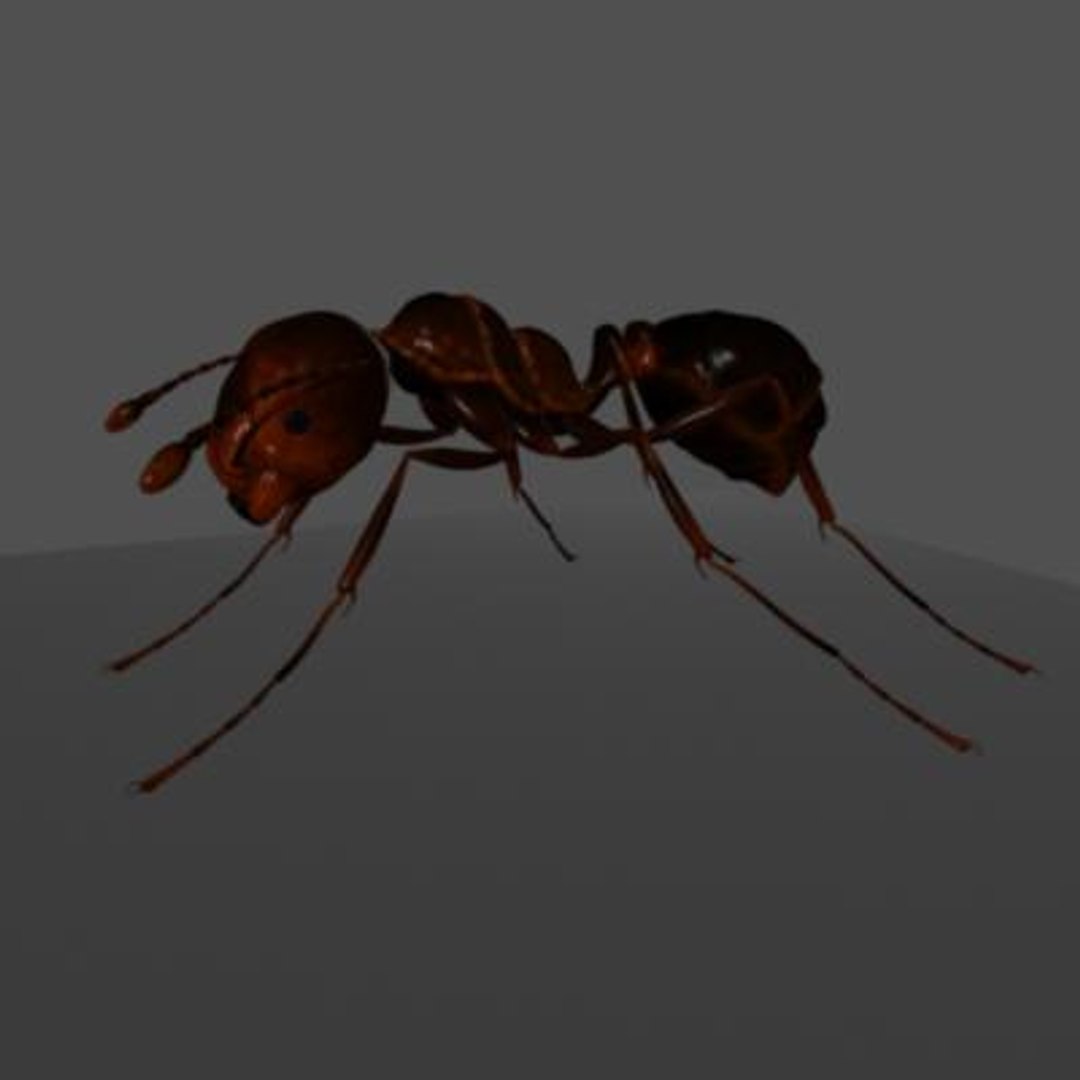 3d Ant
