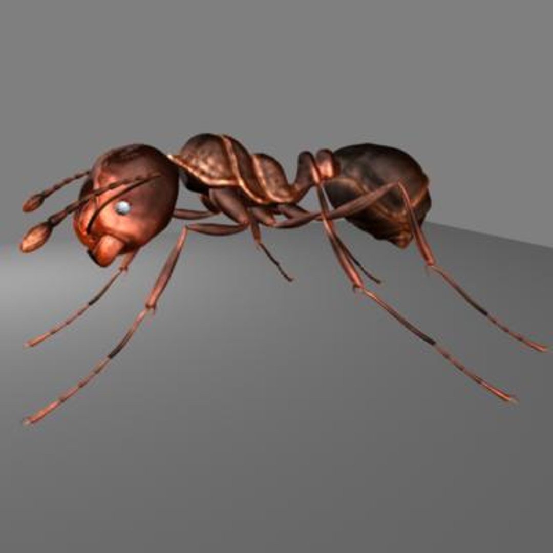 3d Ant