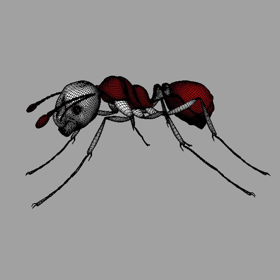 3d Ant