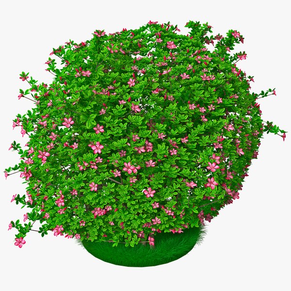 Azalea 3D Models for Download | TurboSquid