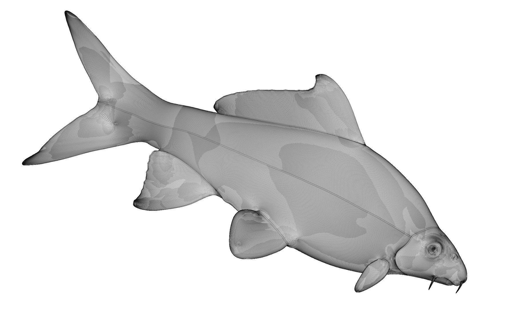 3D Model Red Tail Shark - TurboSquid 2045466
