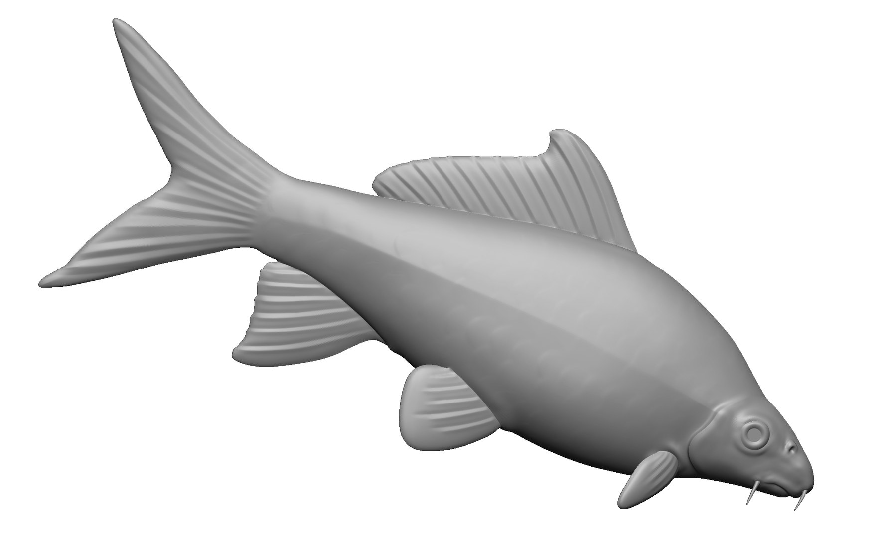3D Model Red Tail Shark - TurboSquid 2045466