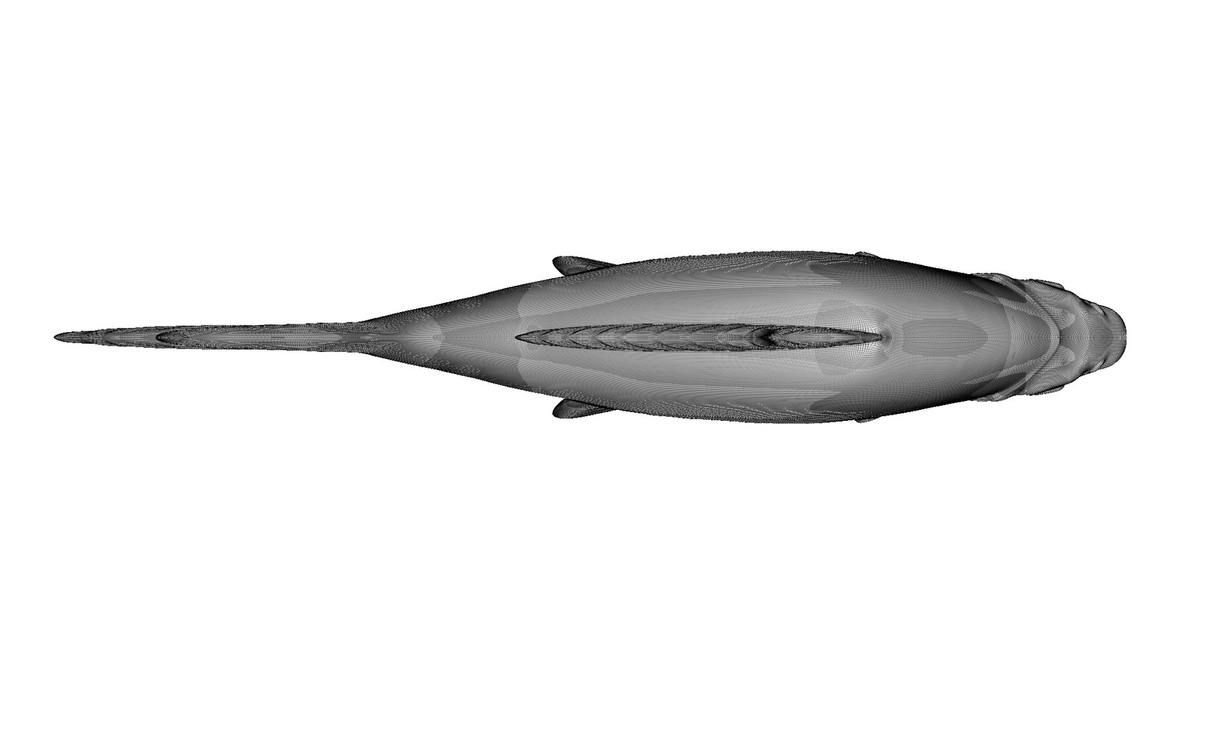3D Model Red Tail Shark - TurboSquid 2045466