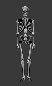 Free 3D Human Skeleton Models - Available For Download On TurboSquid