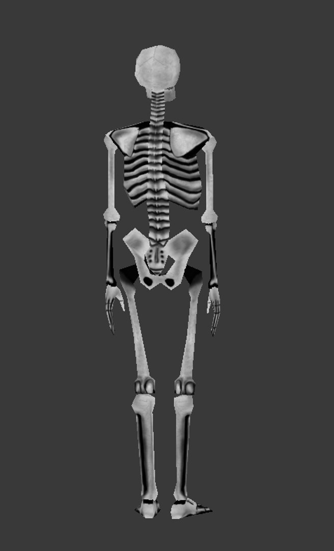 Free Skeleton - 3d Model