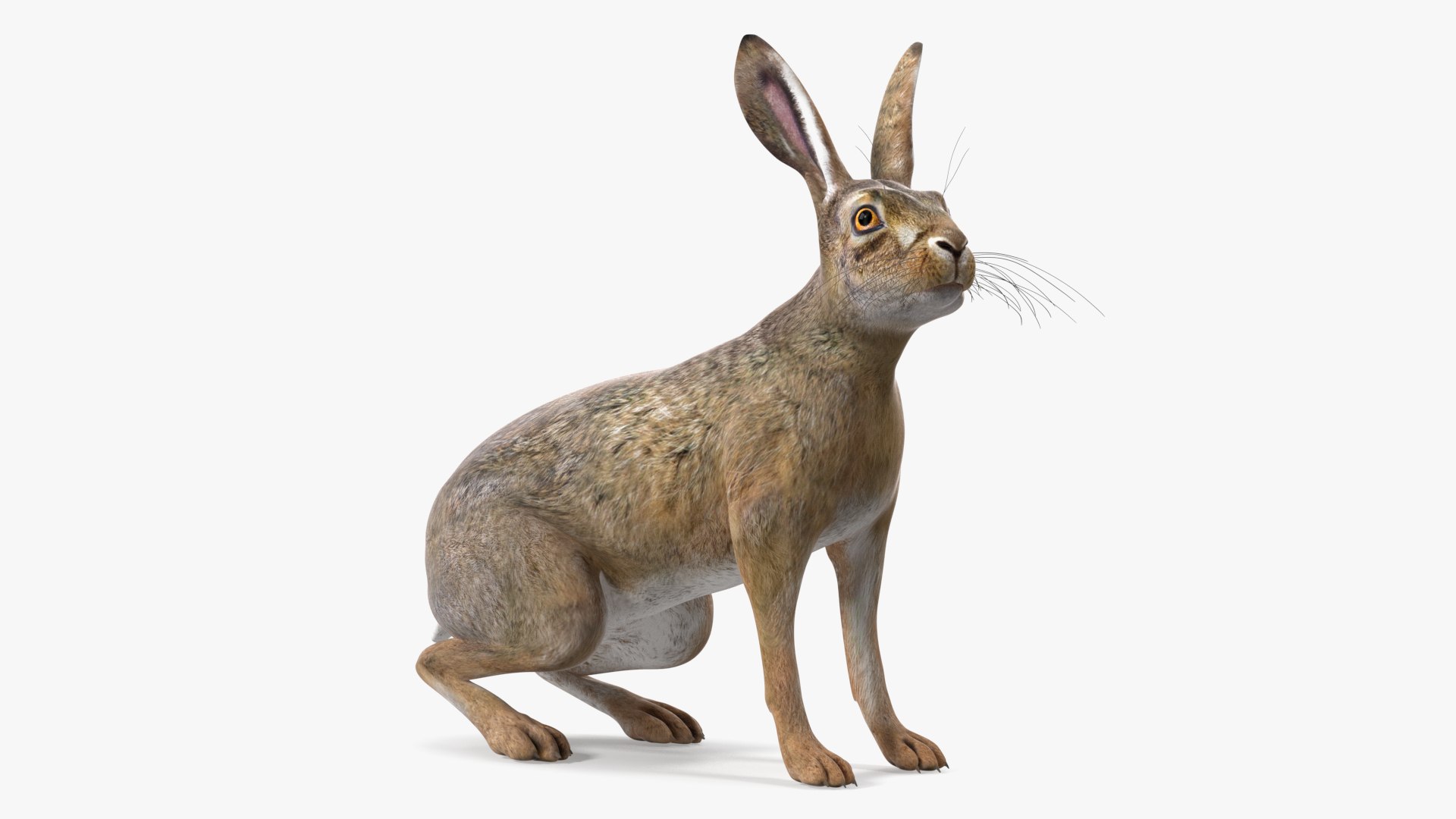 Sitting Lepus Americanus 3D model - TurboSquid 2130567