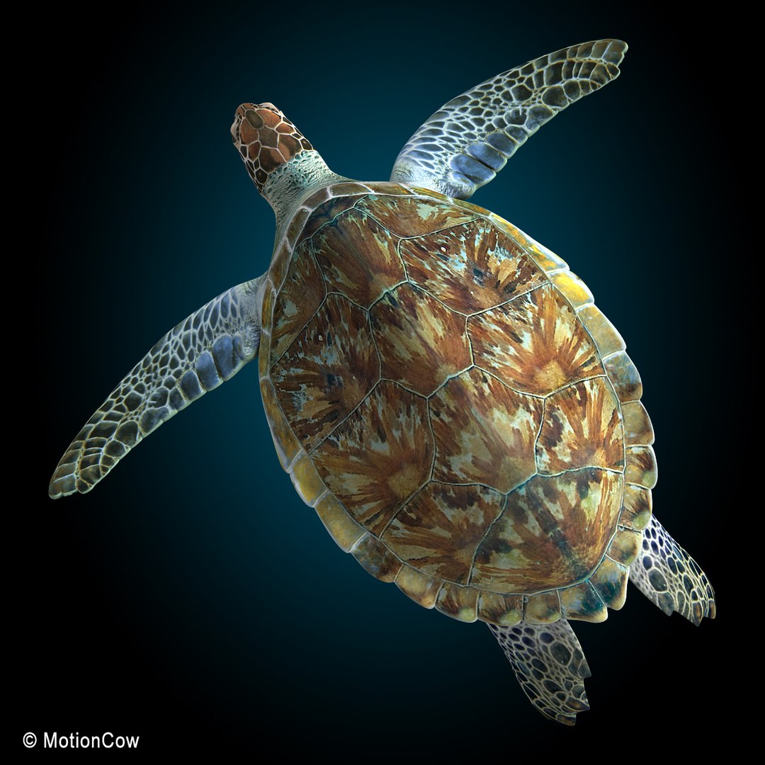 Realistic Turtle C4d