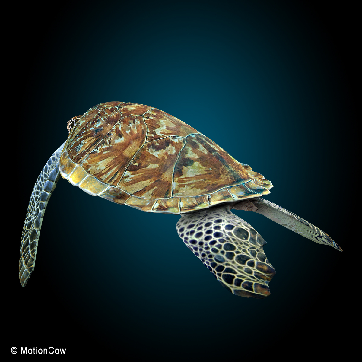 realistic turtle c4d