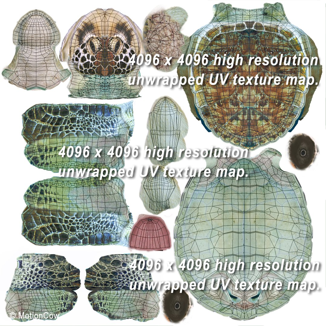 Realistic Turtle C4d