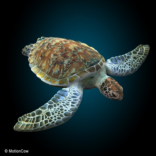 realistic turtle c4d
