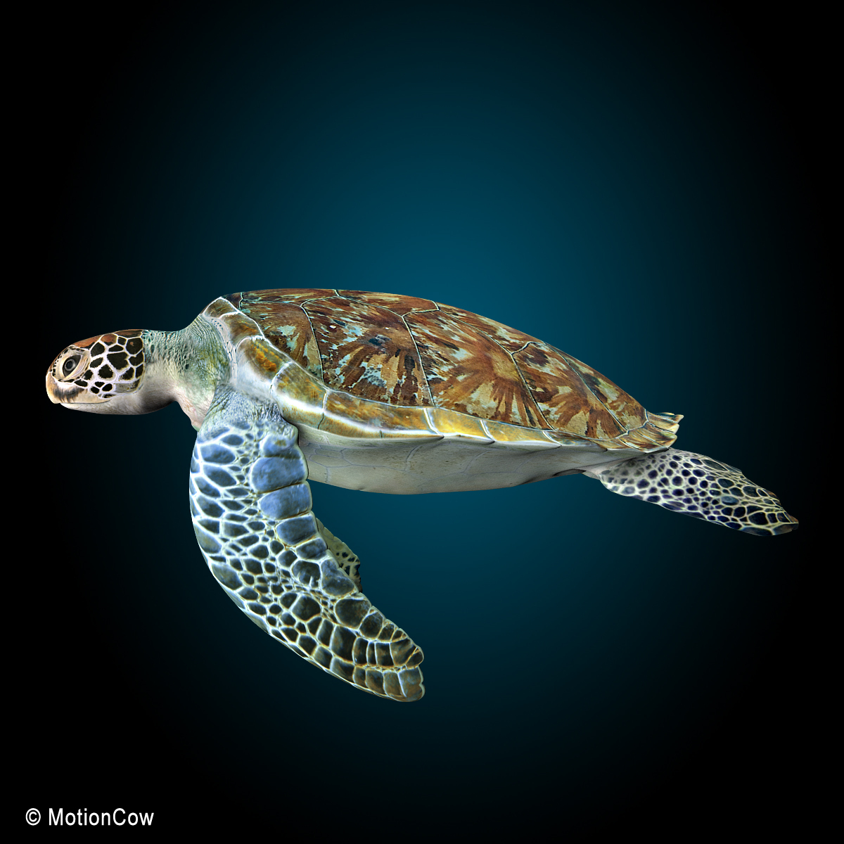realistic turtle c4d