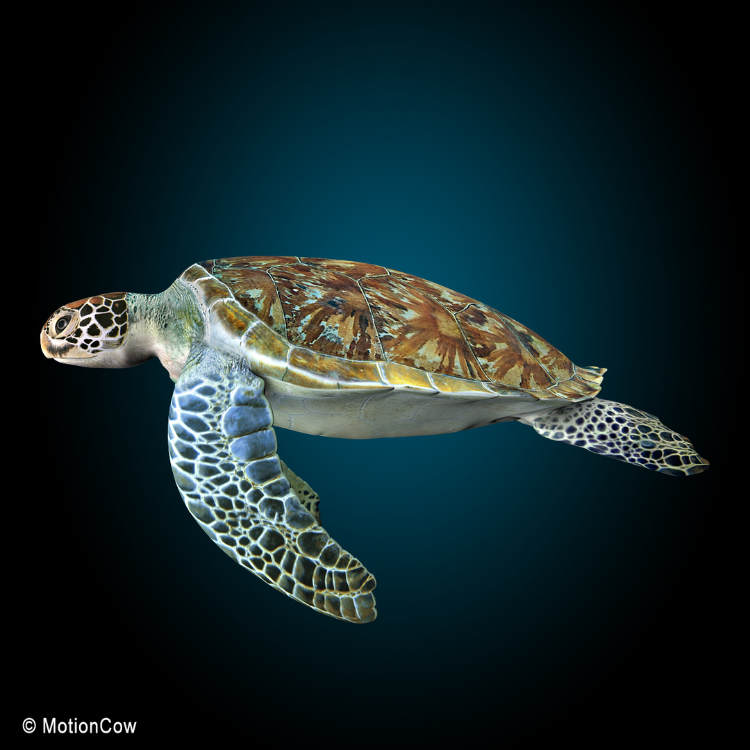 realistic turtle c4d