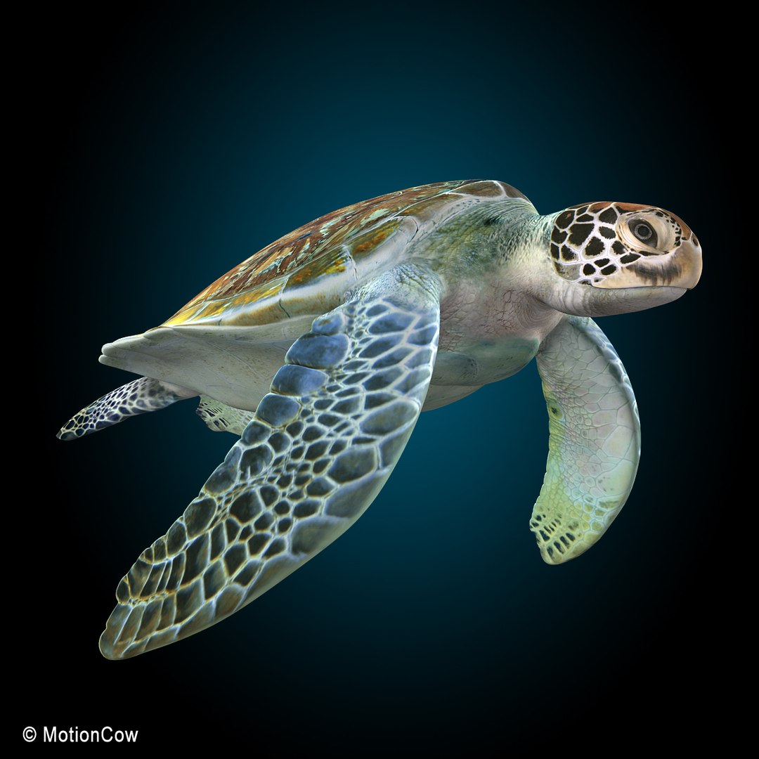 Realistic Turtle C4d