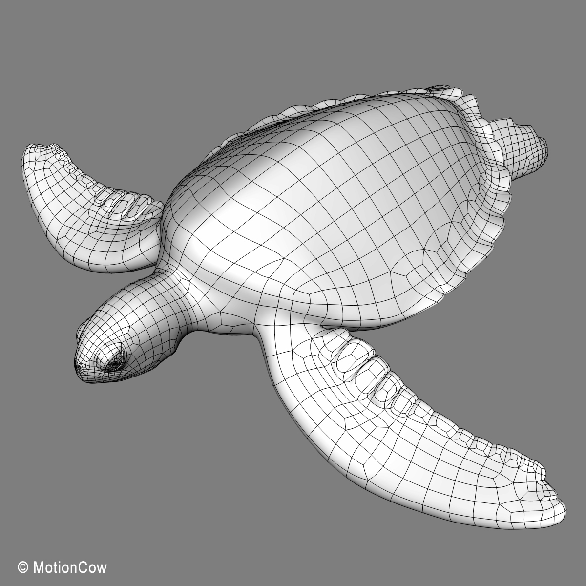 realistic turtle c4d