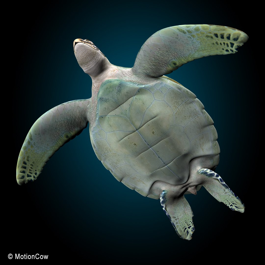 Realistic Turtle C4d