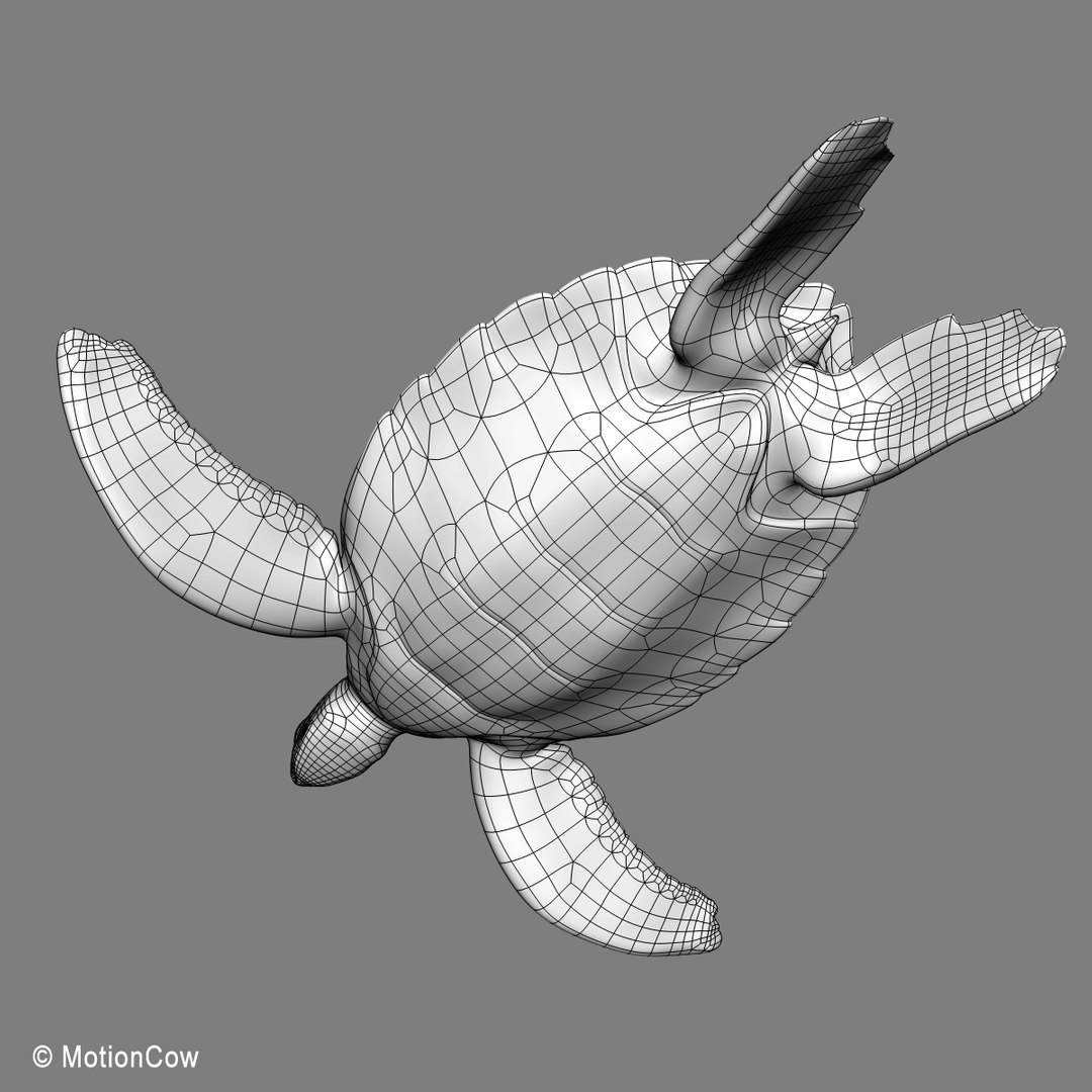 Realistic Turtle C4d