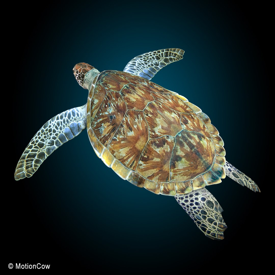 Realistic Turtle C4d