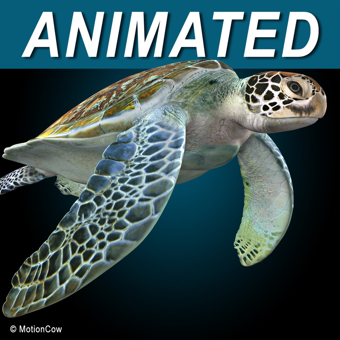 Realistic Turtle C4d