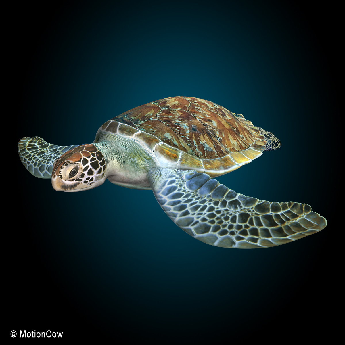 realistic turtle c4d