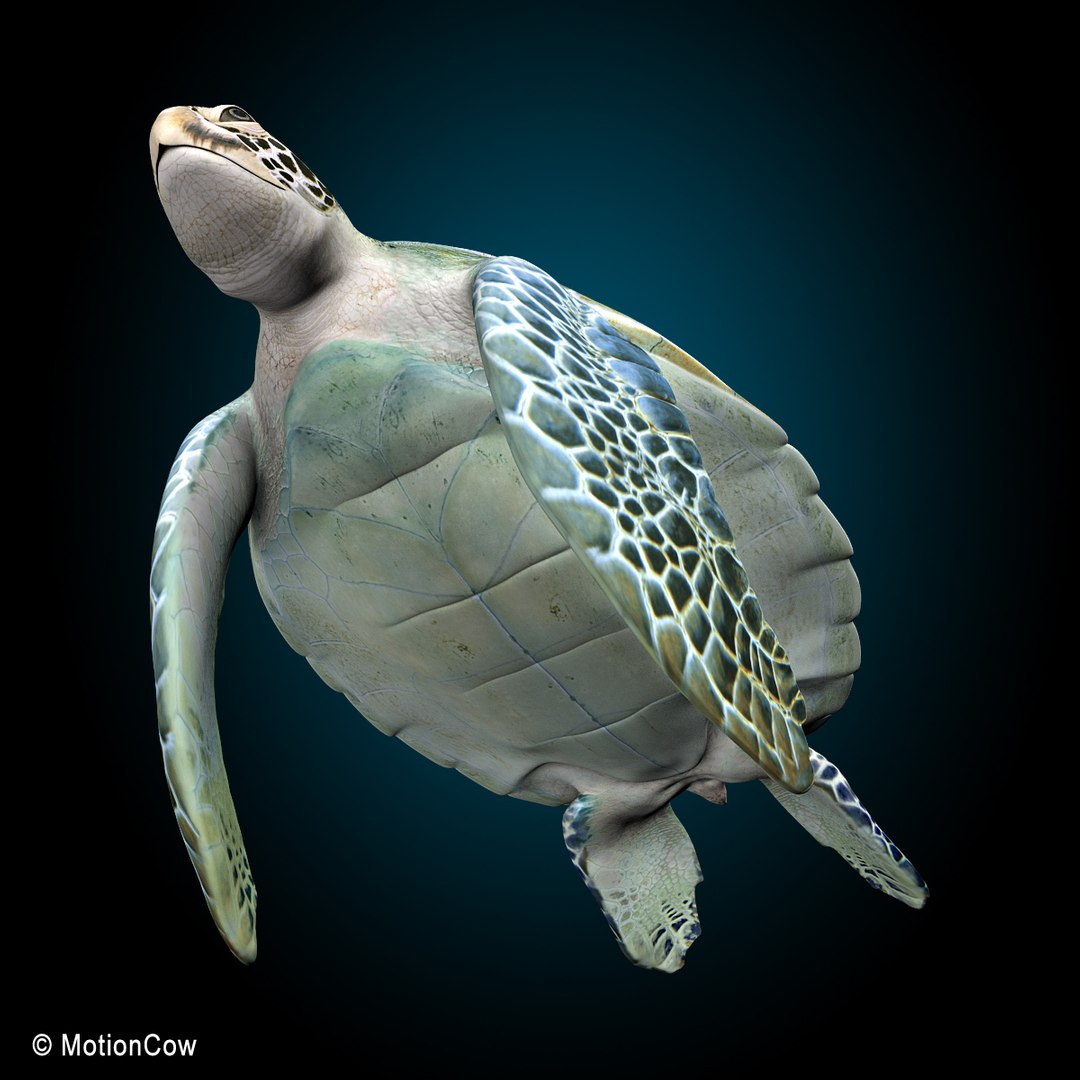 Realistic Turtle C4d