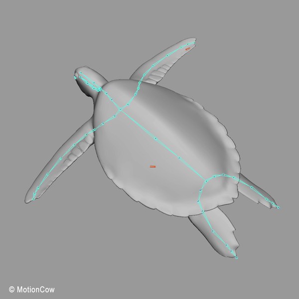 realistic turtle c4d