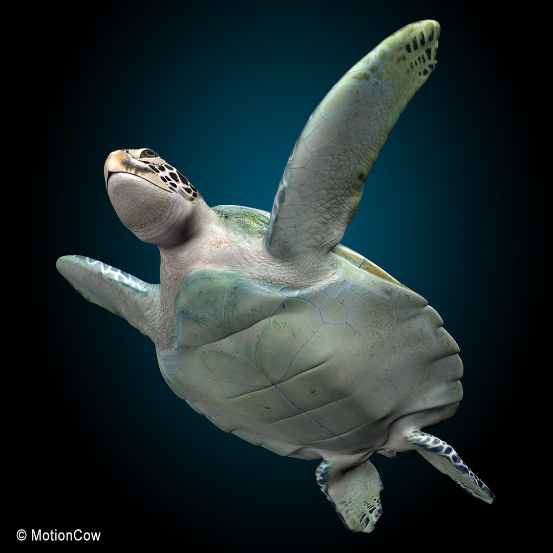 Realistic Turtle C4d