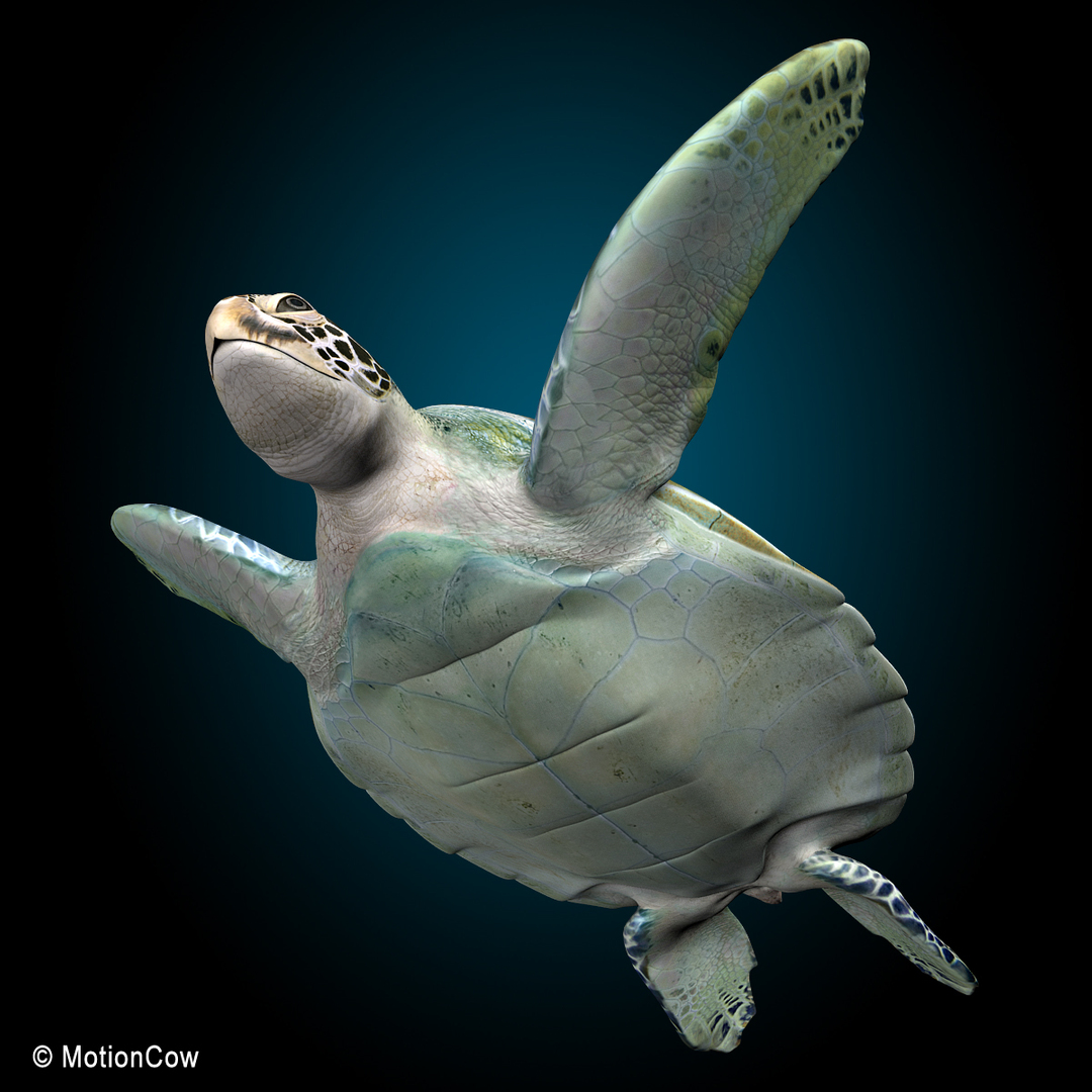 realistic turtle c4d