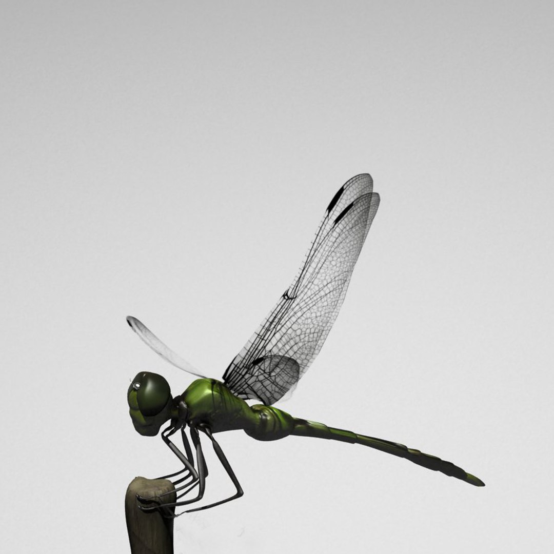 maya dragonfly animation