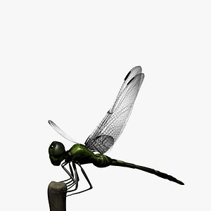 3D Dragonfly Models - Browse & Download Formats - TurboSquid