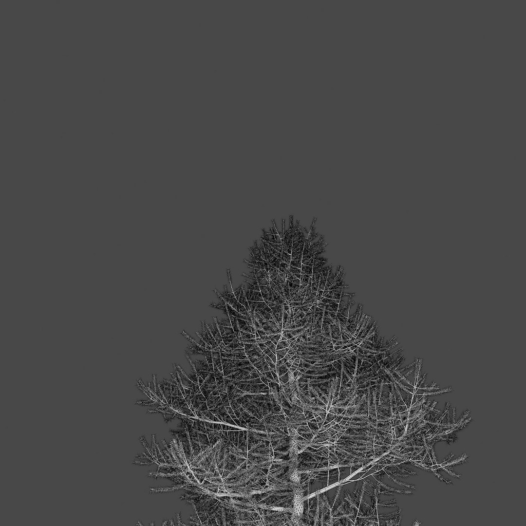 3d Model Spruce Tree