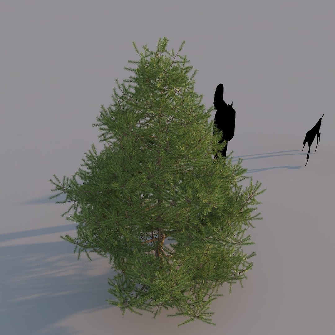 3d Model Spruce Tree