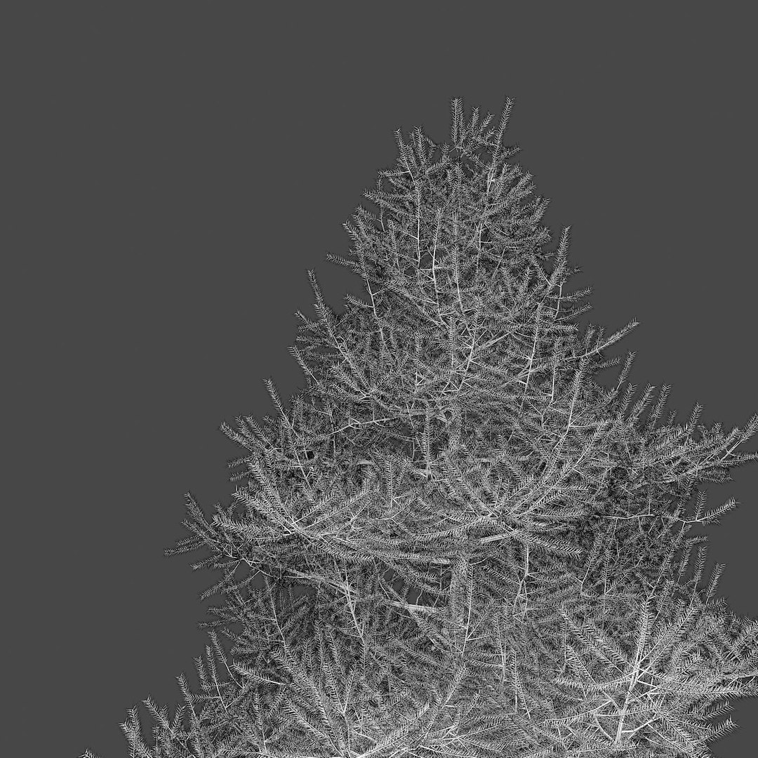 3d Model Spruce Tree