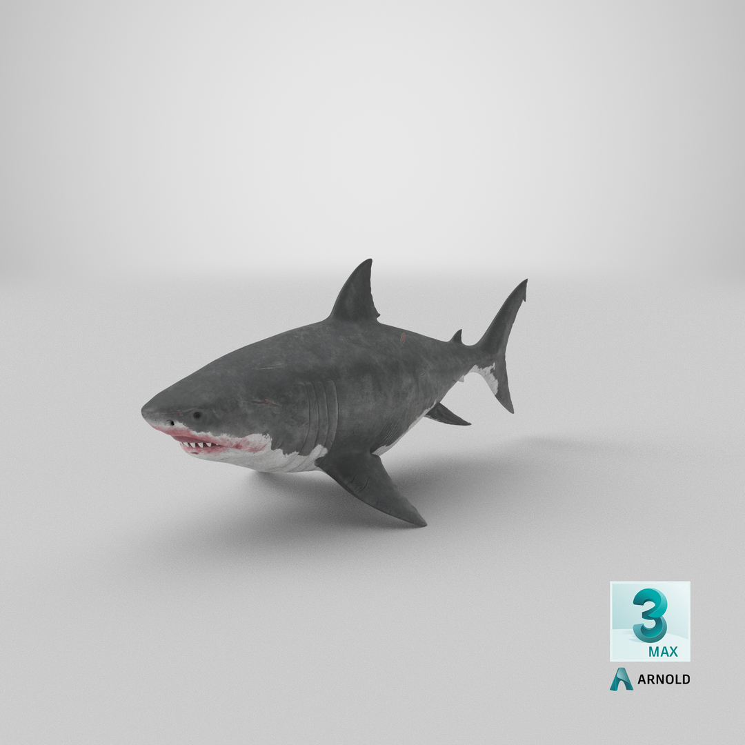 3D Megalodon - TurboSquid 1749621