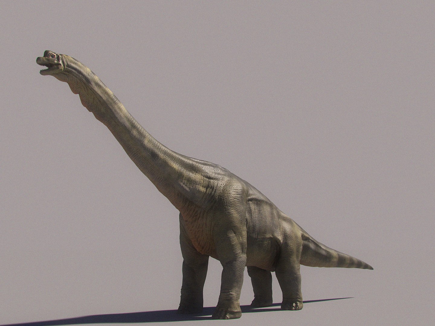Brachiosaurus dinosaur rig studio 3D model - TurboSquid 1320292