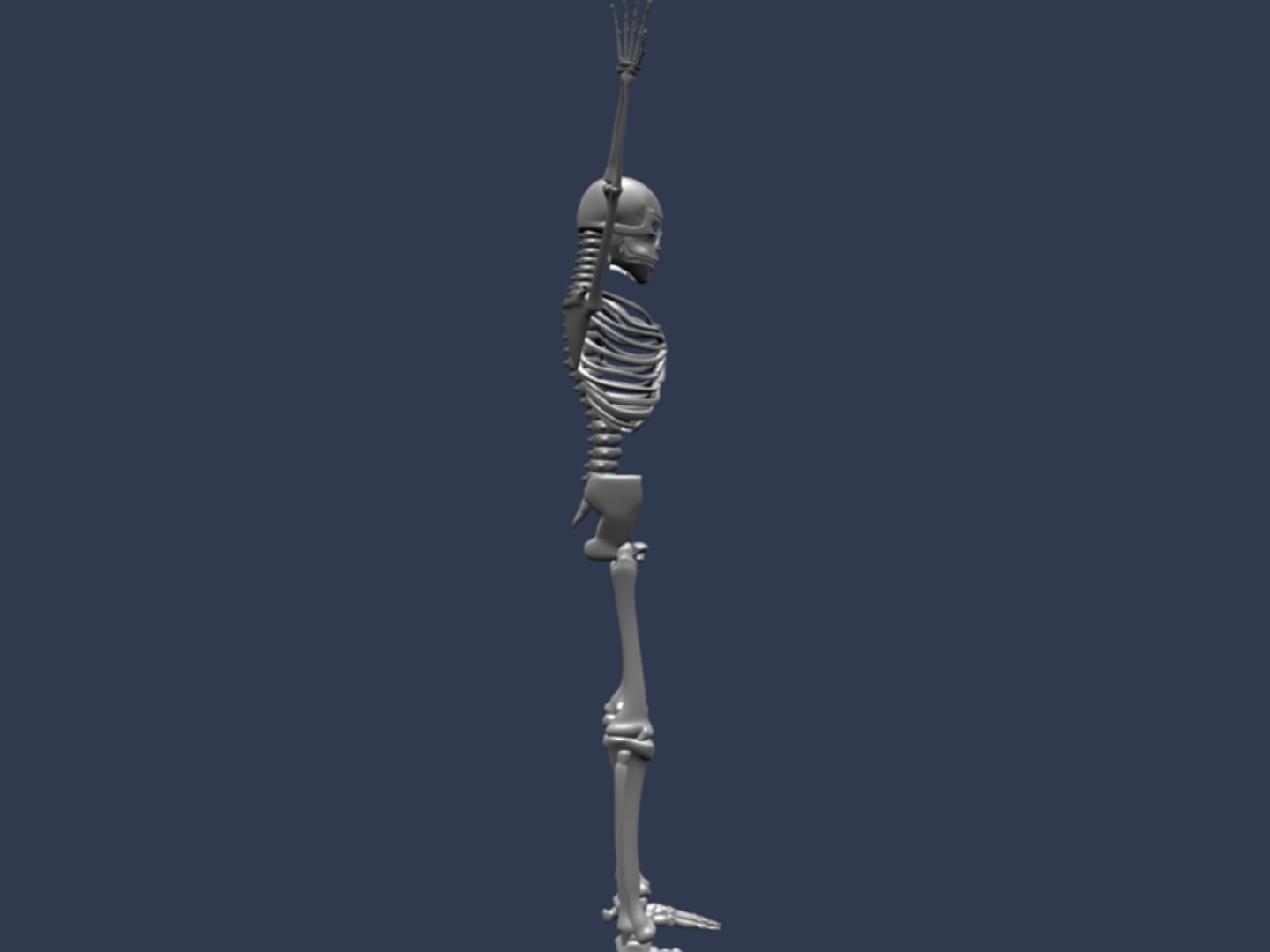 Blend Rigged Skeleton