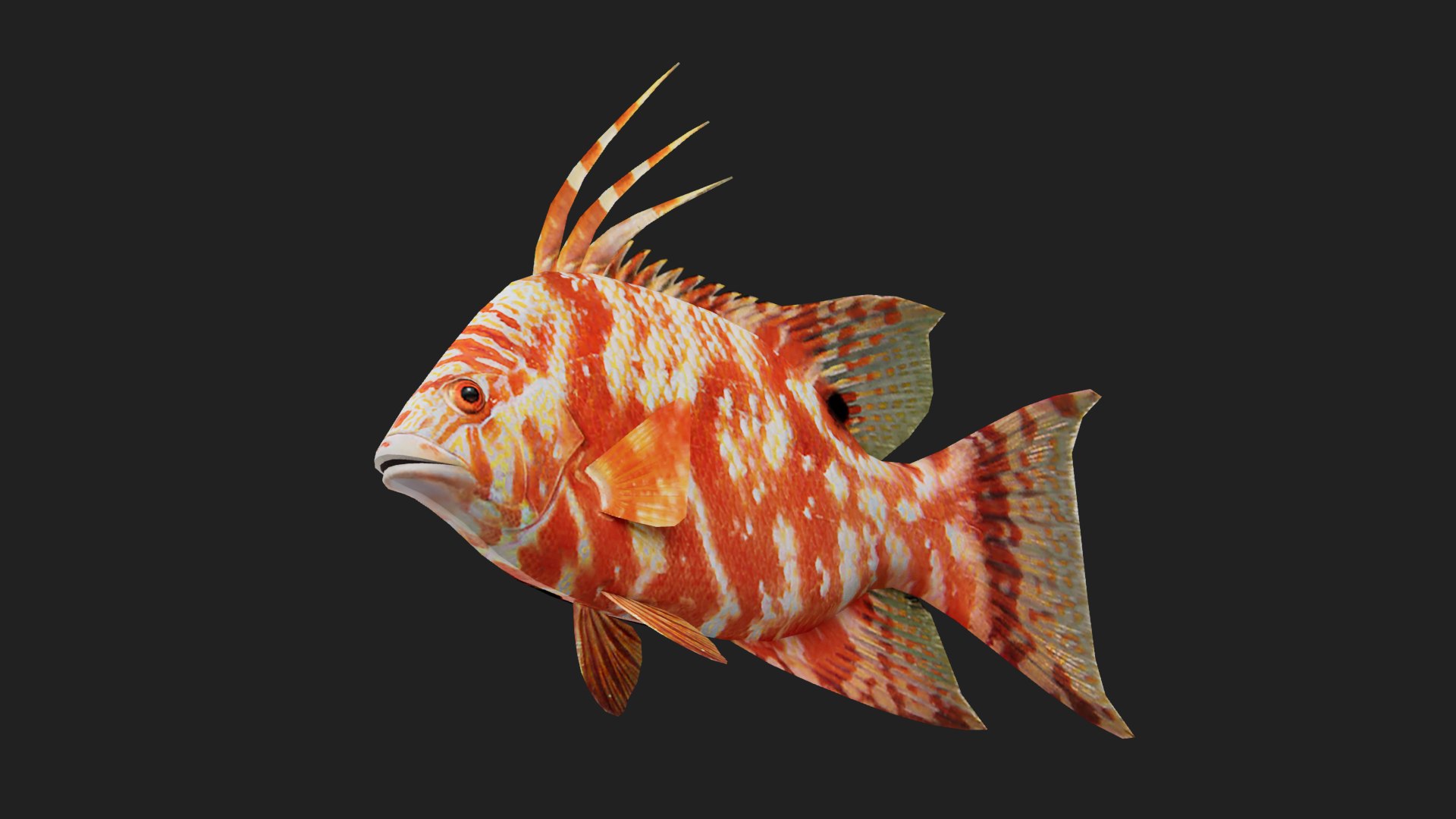 3D Model Hogfish - TurboSquid 2119457